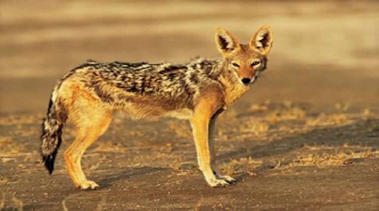 Interesting Facts About Jim Corbett National Park | Blog