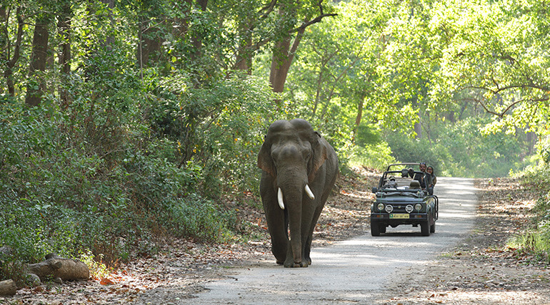 HOW TO BOOK ONLINE TRIP TO JIM CORBETT NATIONAL PARK FOR JUNGLE SAFARI ...